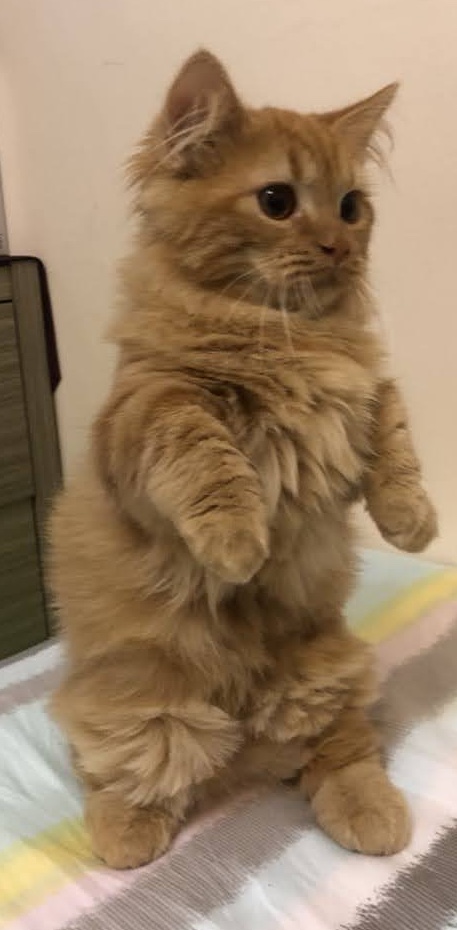 小步舞曲貓：優雅與獨特的伴侶 - 一起愛毛孩PETSi17