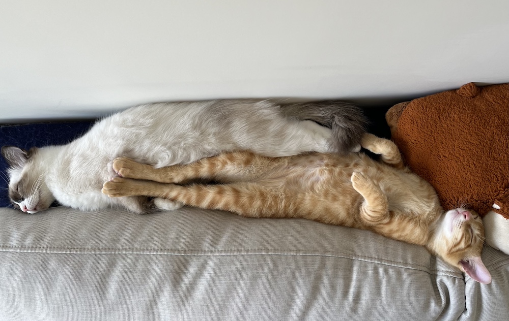 探秘！貓咪13種睡姿解析，附全圖解大公開！ - 一起愛毛孩PETSi17