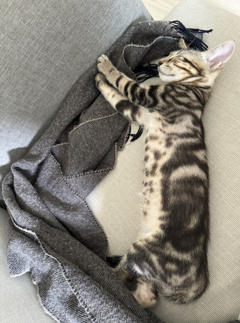 探秘！貓咪13種睡姿解析，附全圖解大公開！ - 一起愛毛孩PETSi17