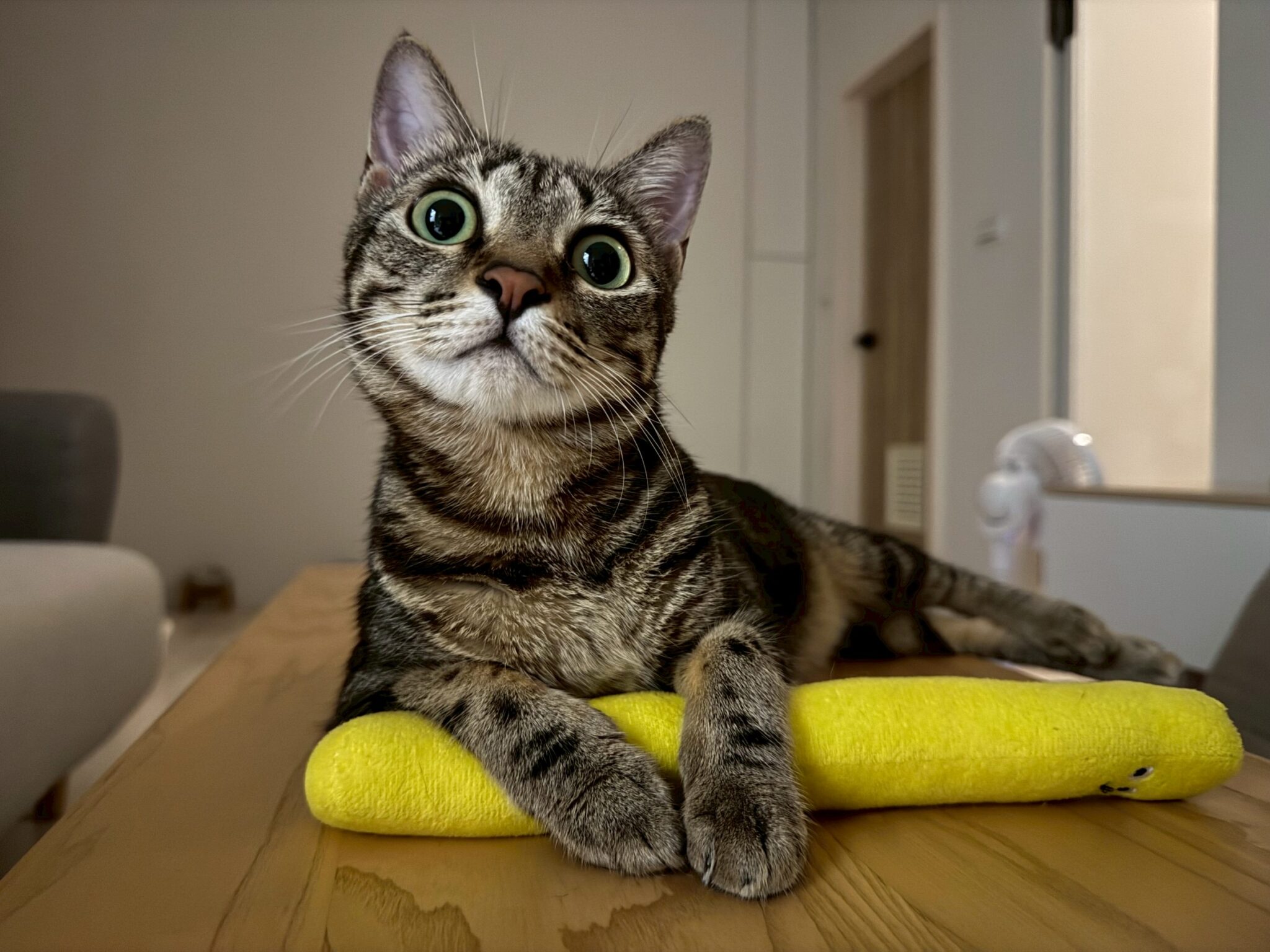 為什麼貓咪會叼著玩具喵喵叫？7 大原因與行為解析 - 一起愛毛孩PETSi17