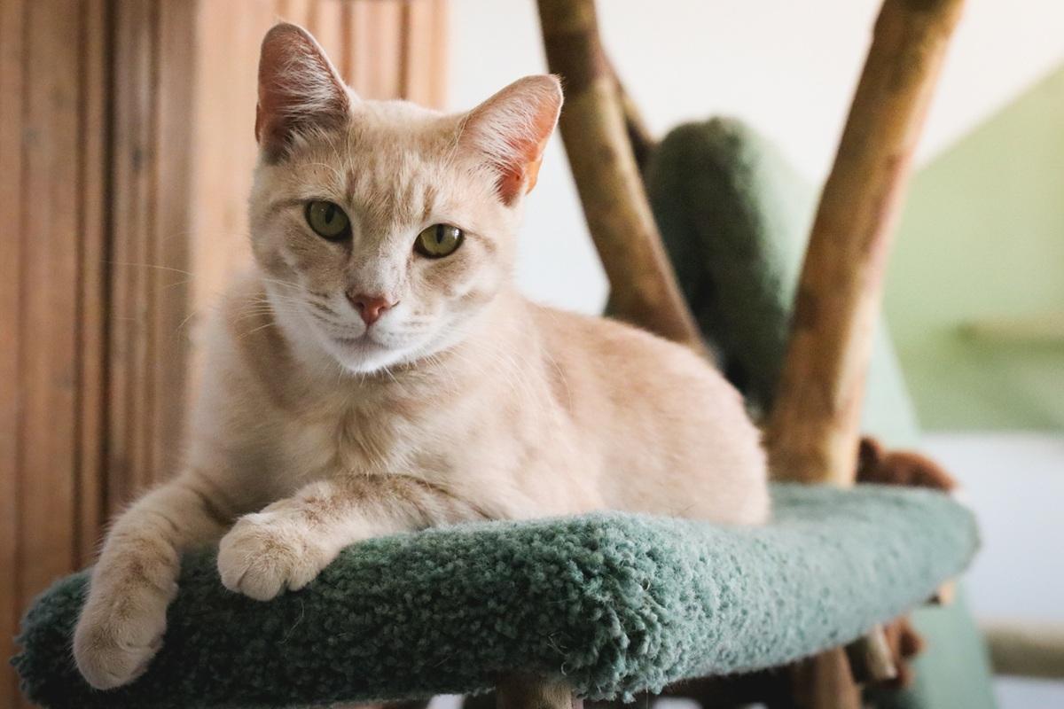 我的貓咪是不是無聊了？貓咪無聊的 9 個行為跡象與解決方法 - 一起愛毛孩PETSi17